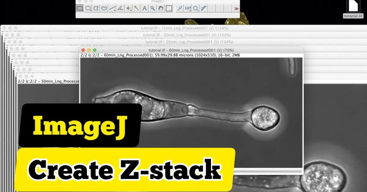 How to combine microscope z-stack images into video - Bilibili