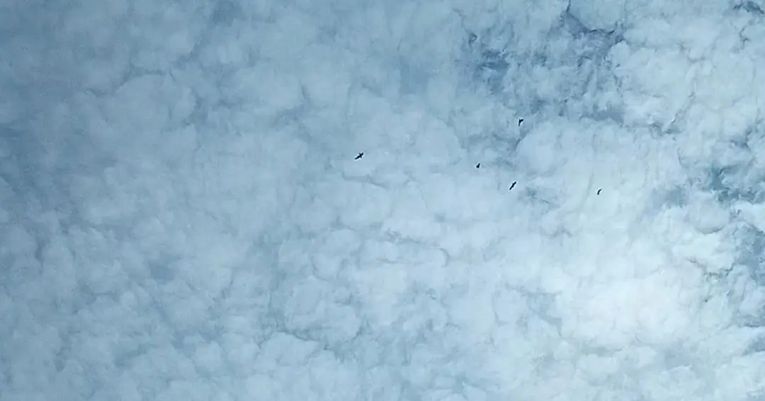 Pigeon Warrior routing time. - Bilibili