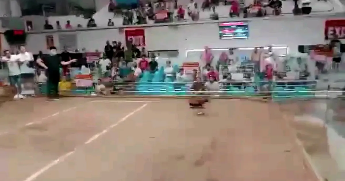 PASAY COCKPIT UNDERDOG PA TAYO - Bilibili