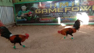 My Tornado Hatch from Mt.Banahaw Gamefarm - BiliBili