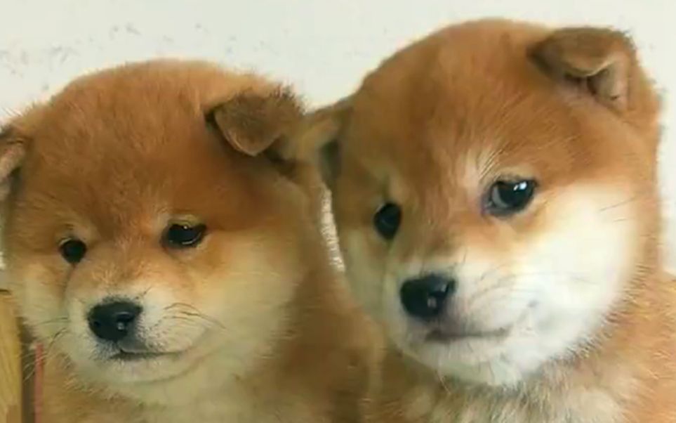 Baby Shiba Inu