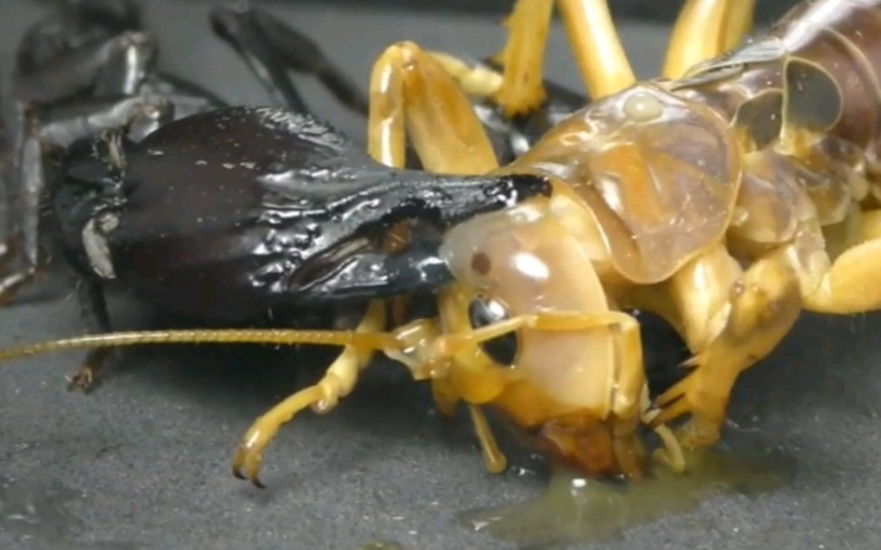 Scorpion Tailed Locusts