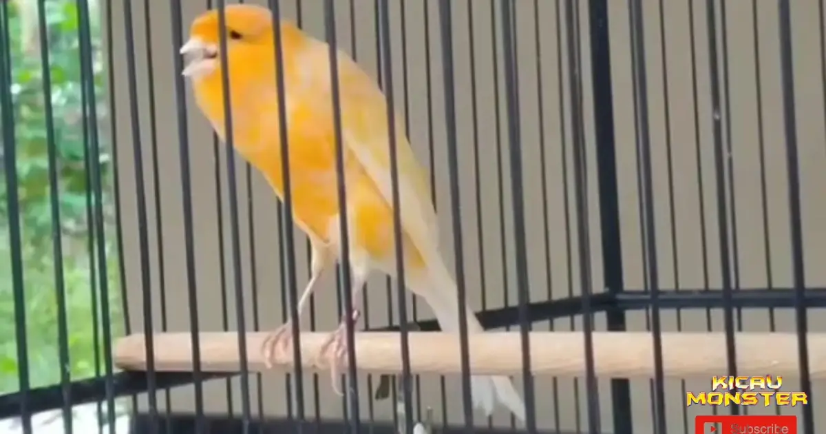 Feedom KENARI SPG SF - Bilibili