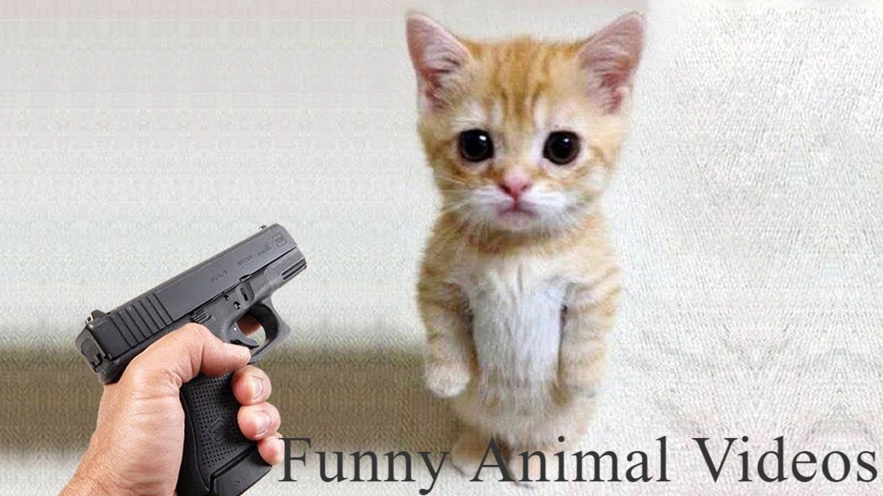 Funny Animals With Guns And Sayings